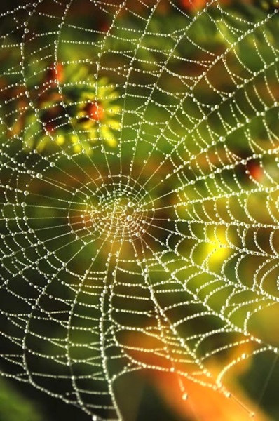 WAKE UP TO INDRA’S NET